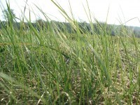 Product - American Excelsior Company