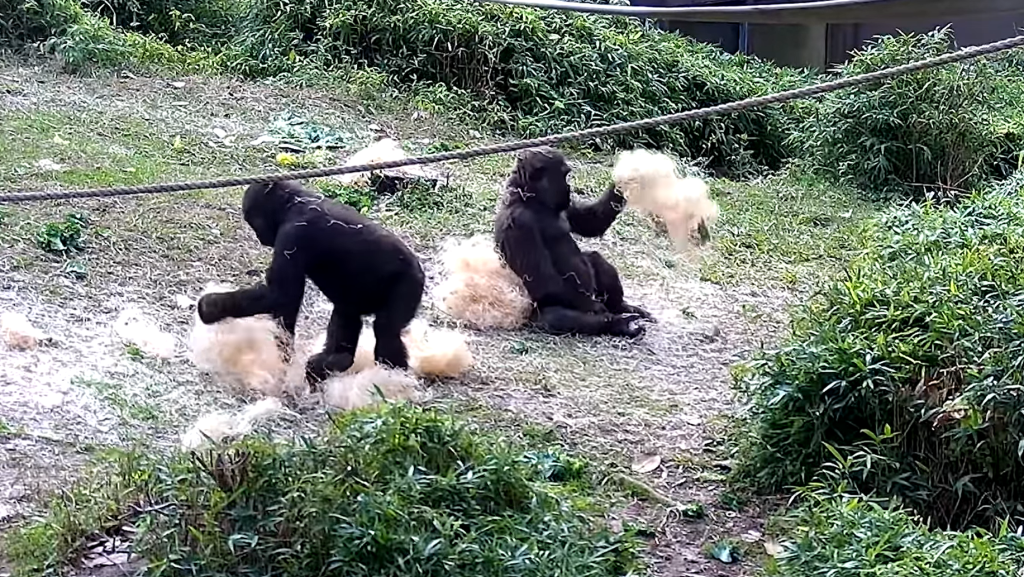 Gorillas at the Dallas Zoo Love our Animal Bedding | American Excelsior ...